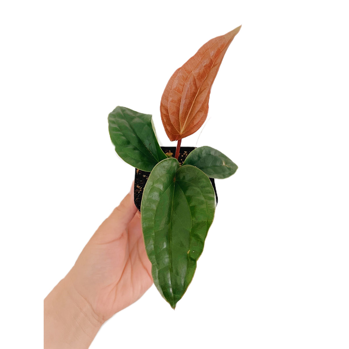Anthurium Radican X Luxurian — Las Selvas