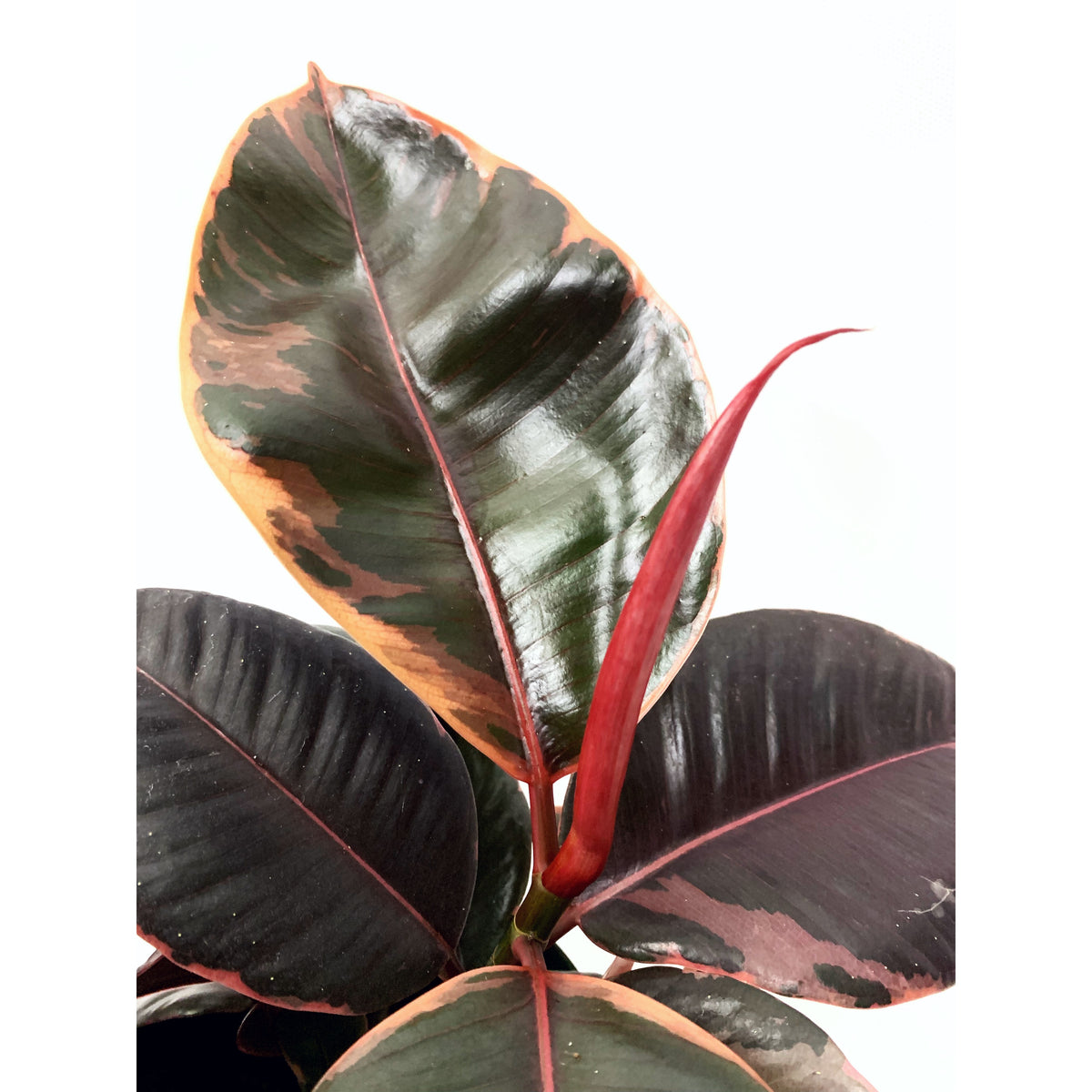 Rubber Ruby — Las Selvas