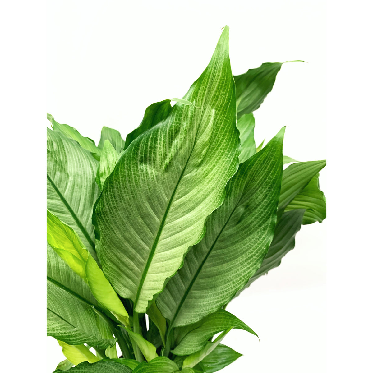 Spath Platinum — Las Selvas