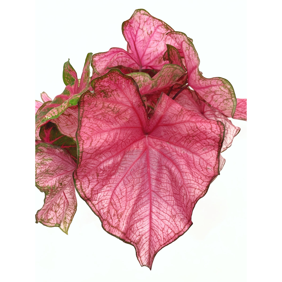Caladium Pink Splash — Las Selvas