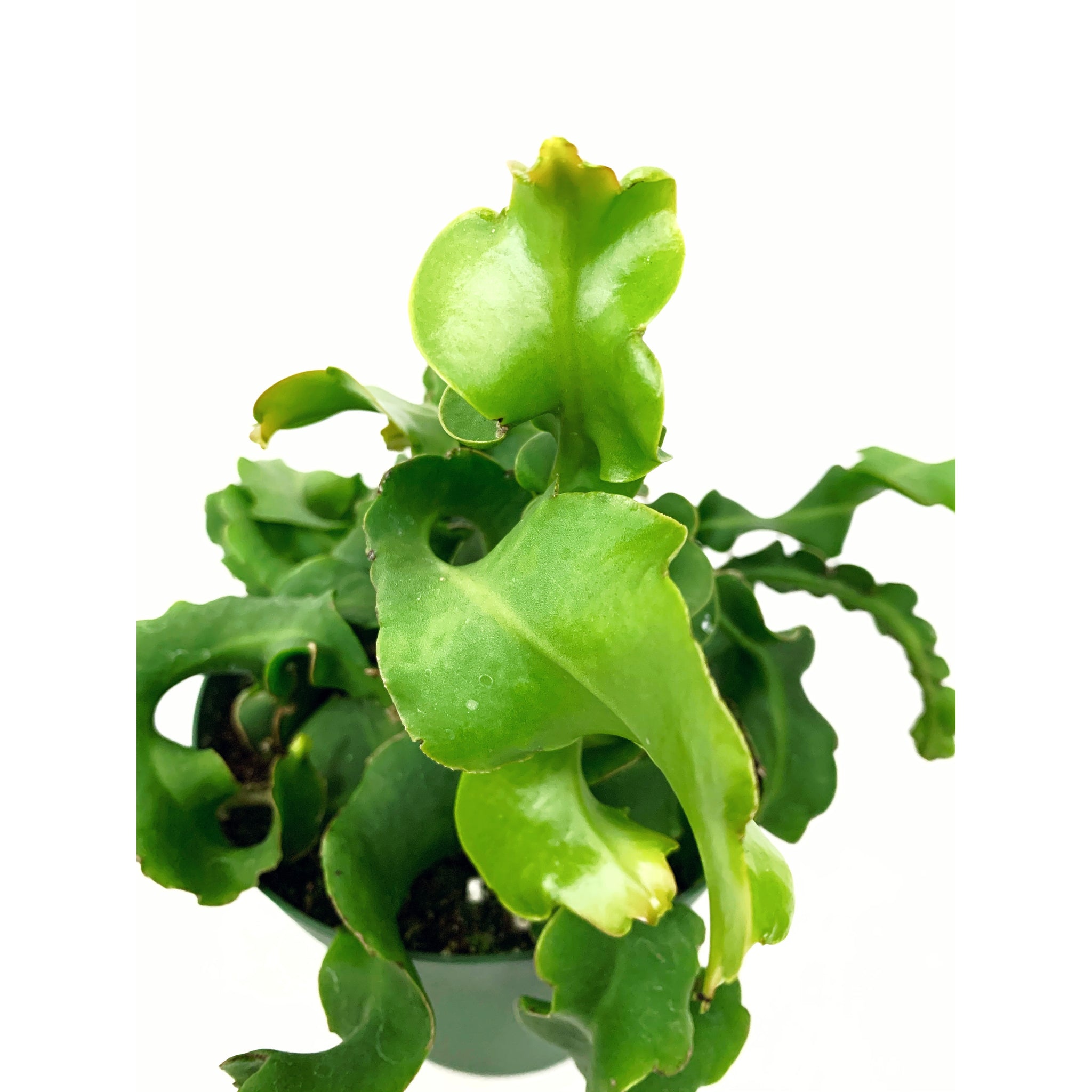 Curly Cacti