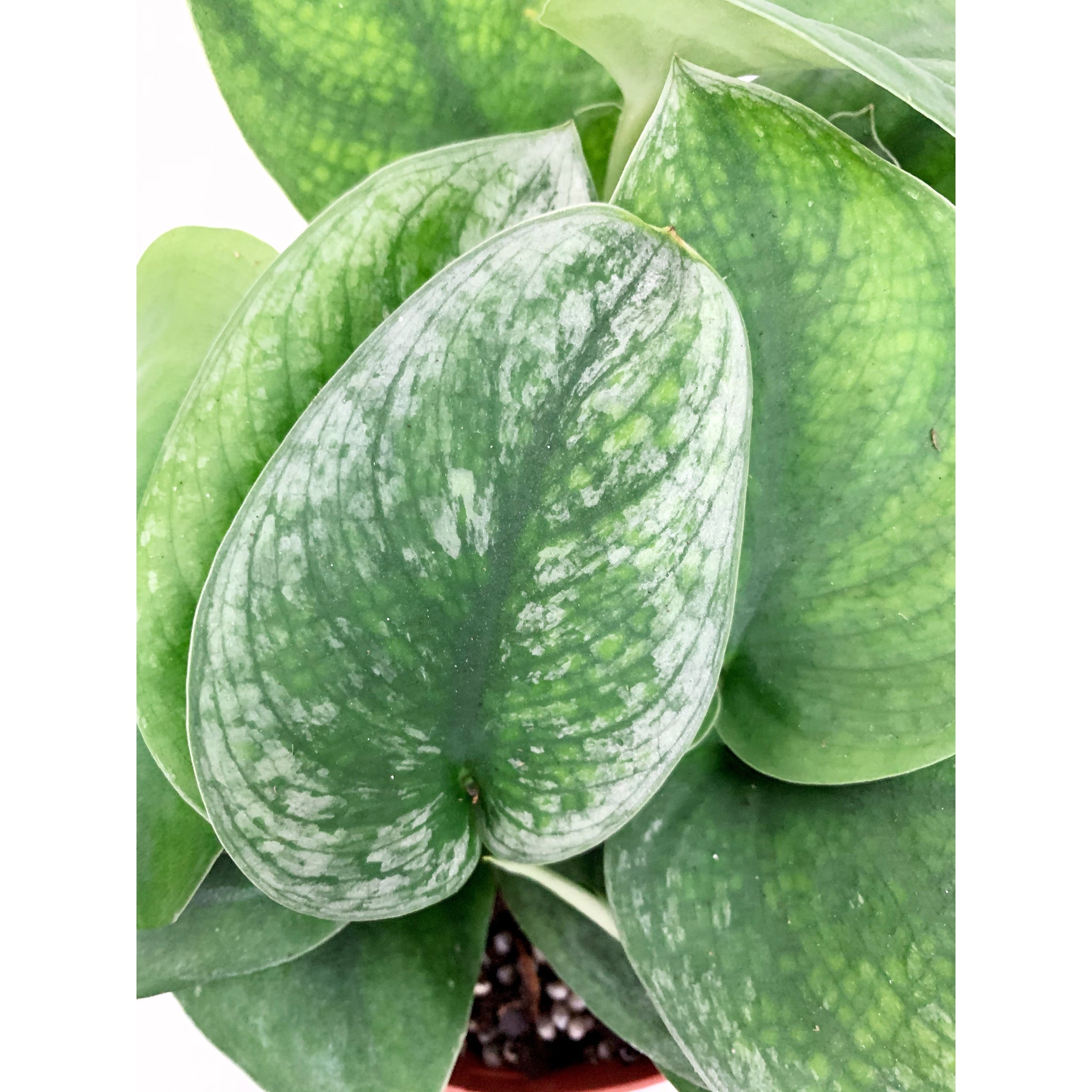 Scindapsus Green Satin